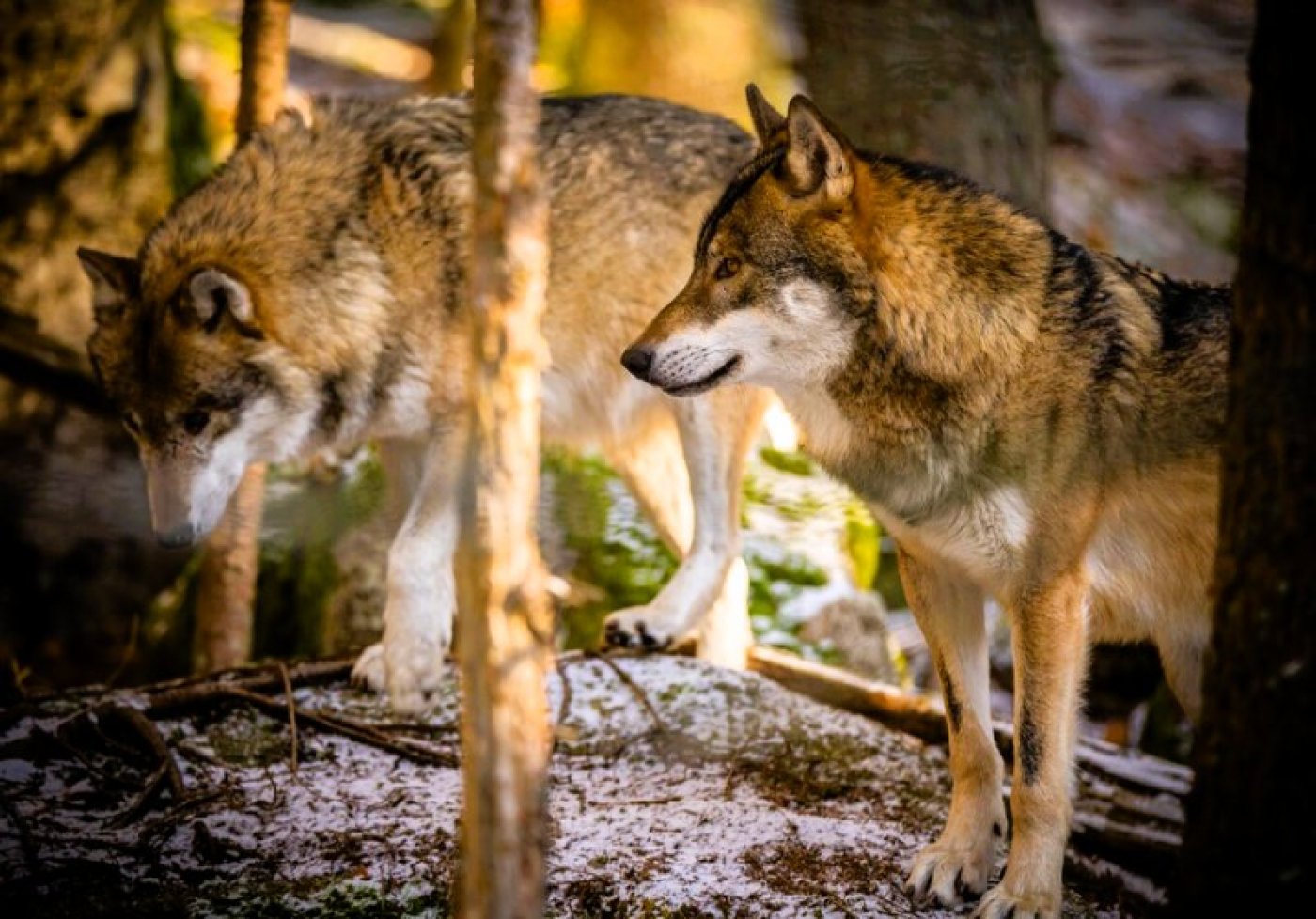 CAVALIERENEWS.IT - PREOCCUPAZIONE DIFFUSA PER LA PRESENZA DEI LUPI ...